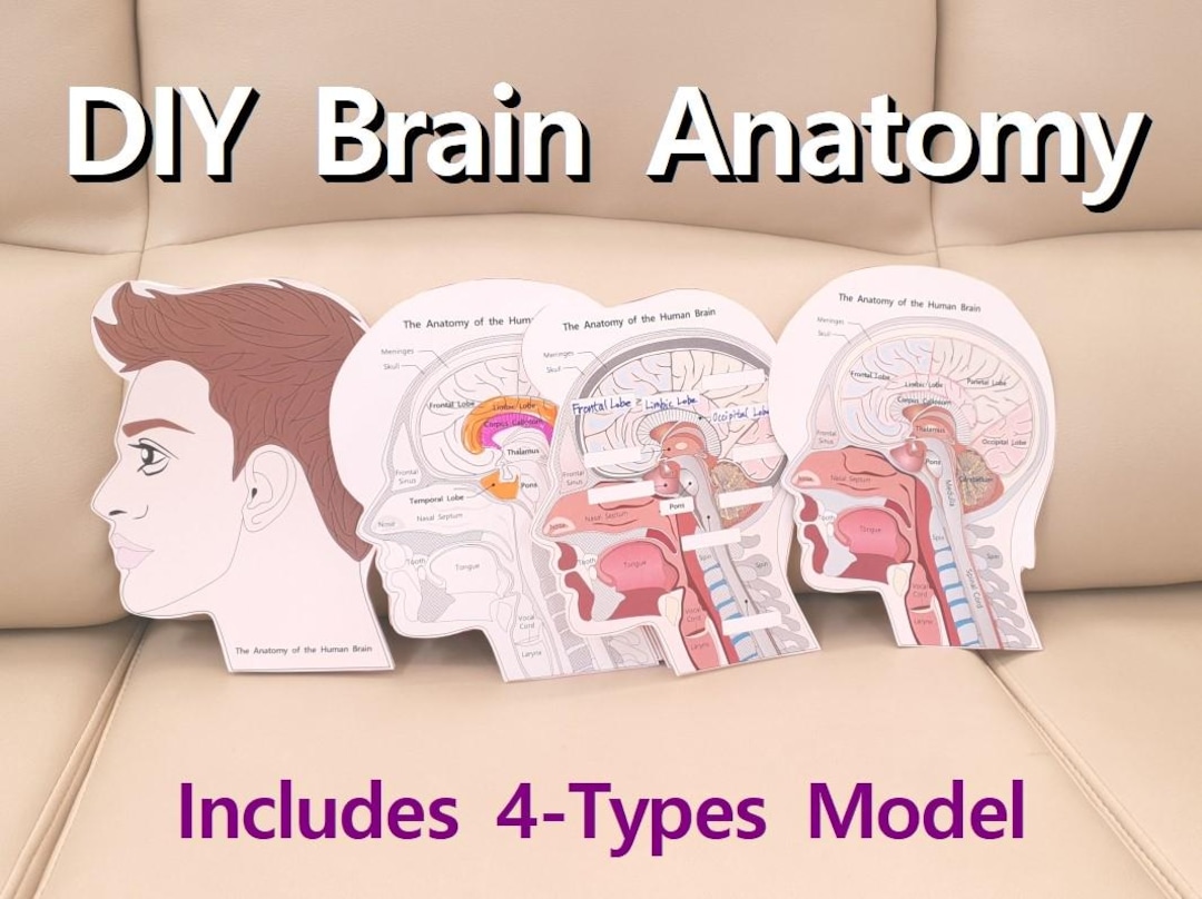 DIY Paper Human Brain Anatomy Model,biology Science Activity, Lobe ...