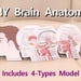 DIY Paper Human Brain Anatomy Model,biology Science Activity, Lobe ...