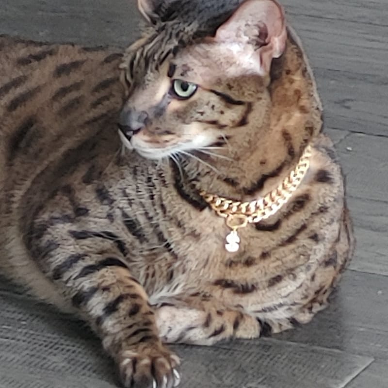 Gold Cat Collar - Etsy