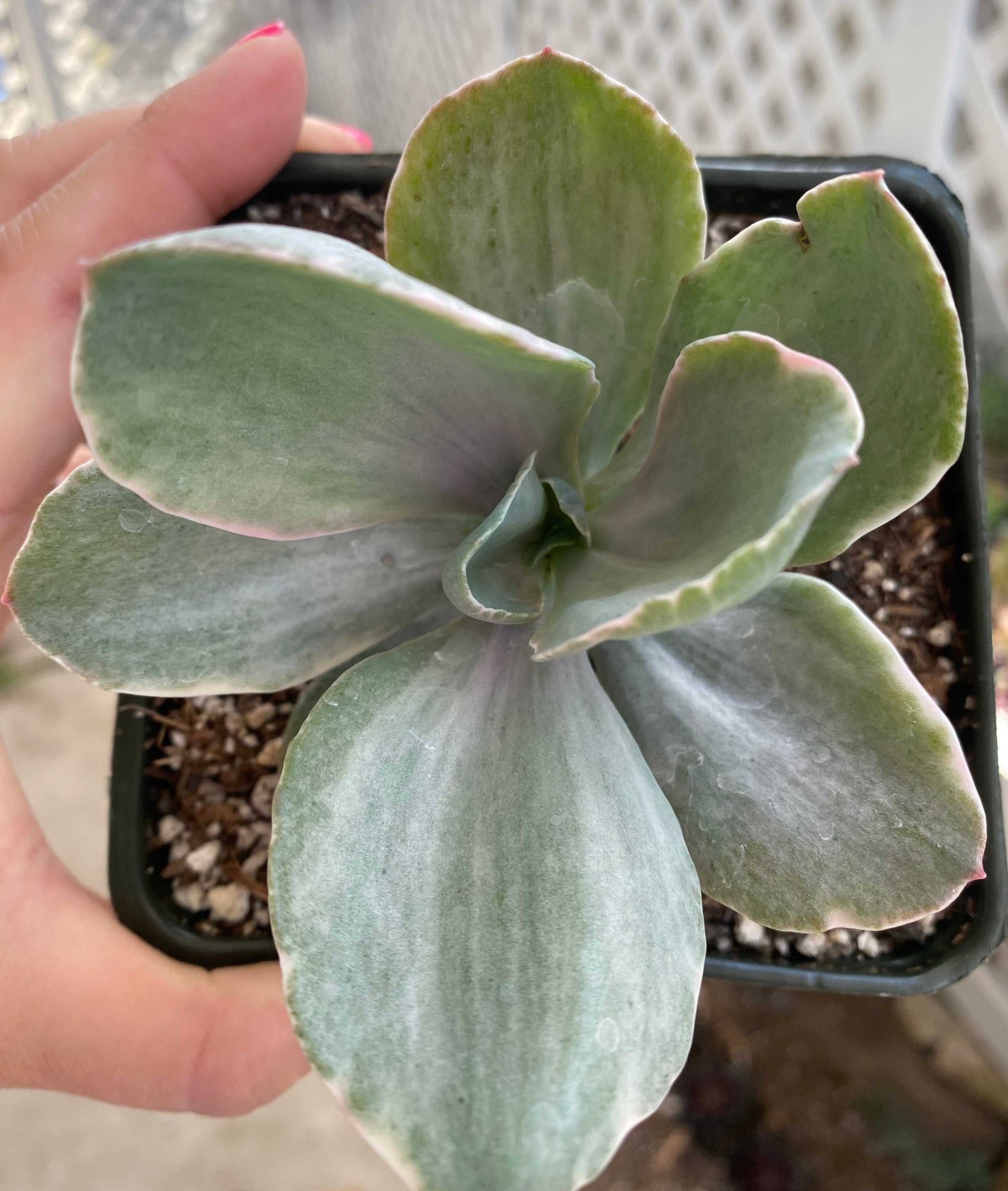 Variegated Echeveria decora live plant rare | Etsy