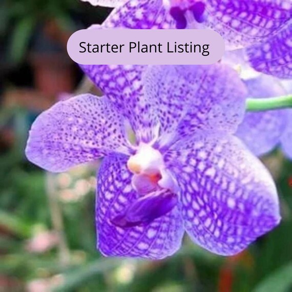 Vanda Manuvadee 'primate' Starter Orchid Plants - Etsy