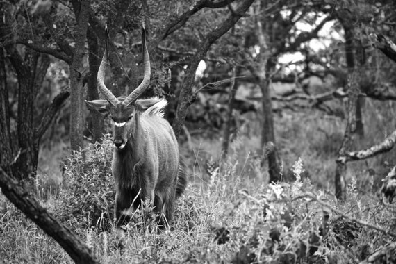 African Nyala Wildlife Photography Print Animal Photograph | Etsy