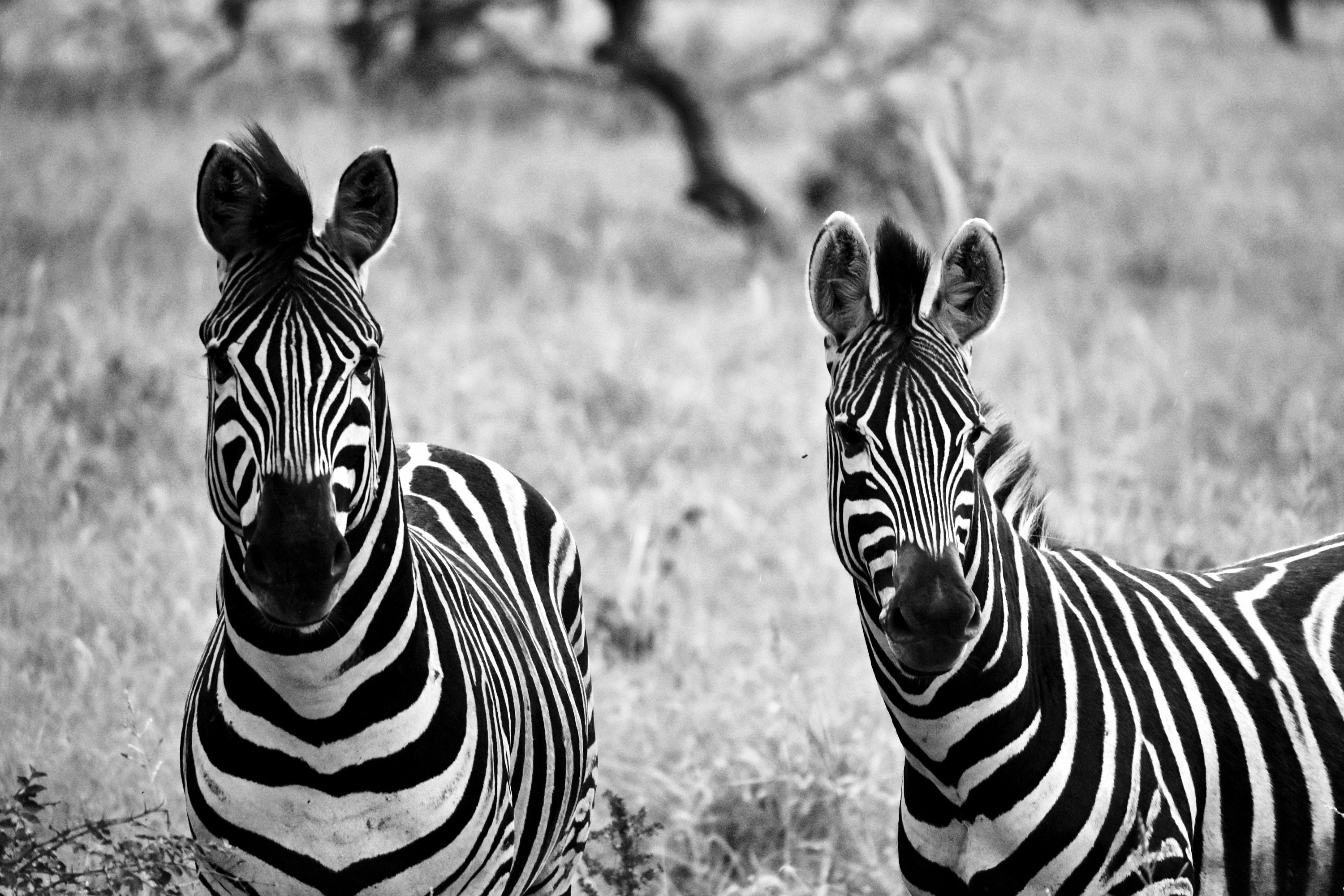 Zebra, Wildlife Photography Print, Animal Photograph Print, Africa ...