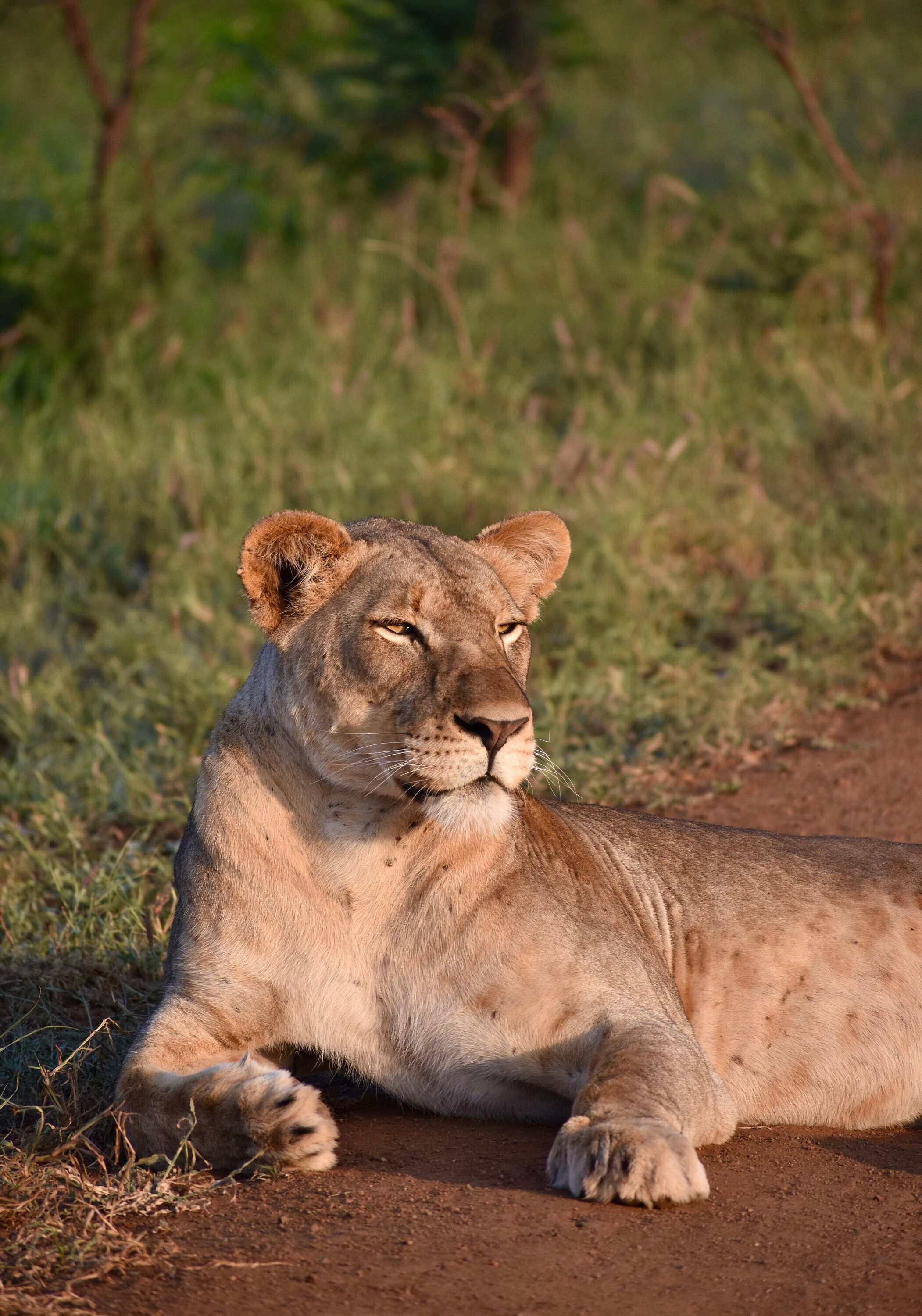 Female Lion Portrait Wildlife Photography Print Animal - Etsy