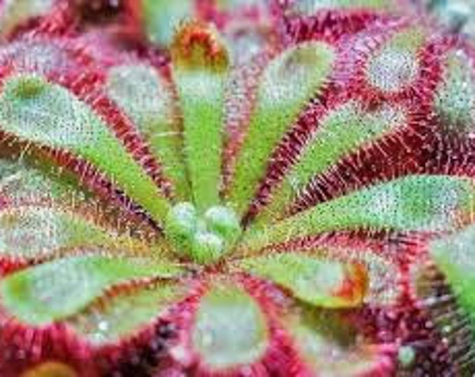 Christmas Gift 10% Off!! Carnivorous Plant Seeds 20 Cape Sundew - Etsy ...