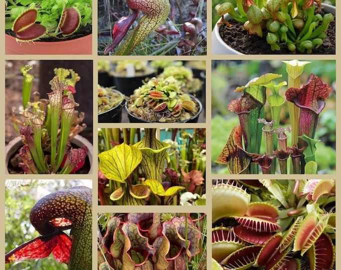 Christmas Gift 10% Off!! Carnivorous Plant Seeds 20 Cape Sundew - Etsy ...