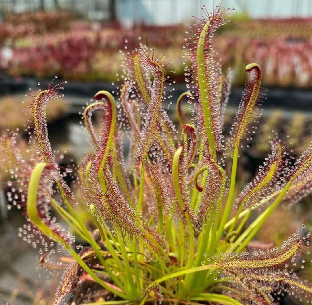 NARROW LEAF the Cape Sundew Plant Seeds- Drosera Capensis Insectivorous ...
