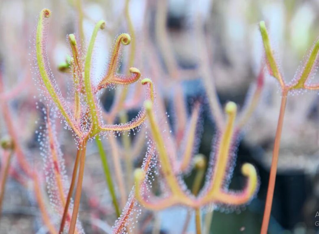 Carnivorous Forked Sundew Plant Seeds- Drosera Binata Dichotoma- Fresh ...