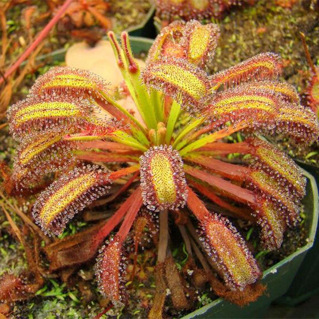 The Cape Sundew Plant seeds- Drosera Capensis - carnivorous ...