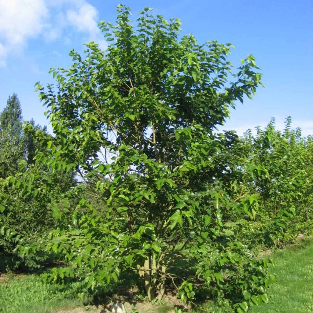 WHITE MULBERRY Tree Seeds -morus Alba- Rare Fruit - Canada - Etsy Canada