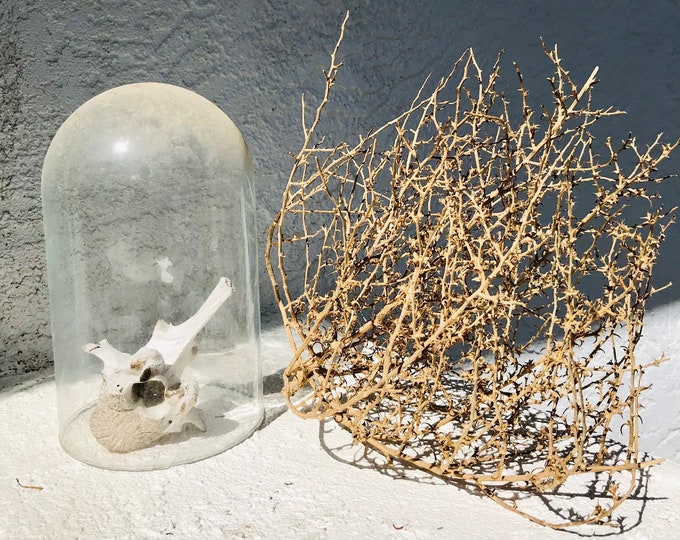 Handpicked Tumbleweed Decor | SMALL Wild Dried Plant | Perfect for ...