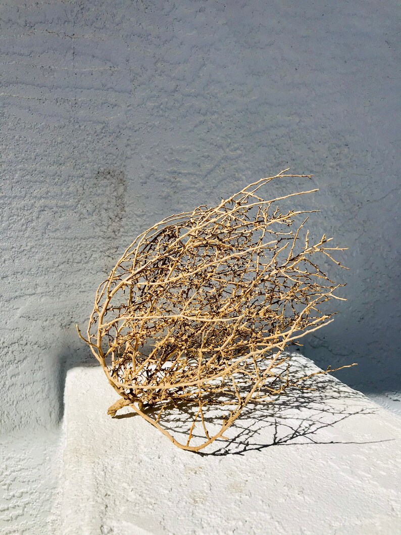 Handpicked Tumbleweed Decor SMALL Wild Dried Plant Perfect | Etsy
