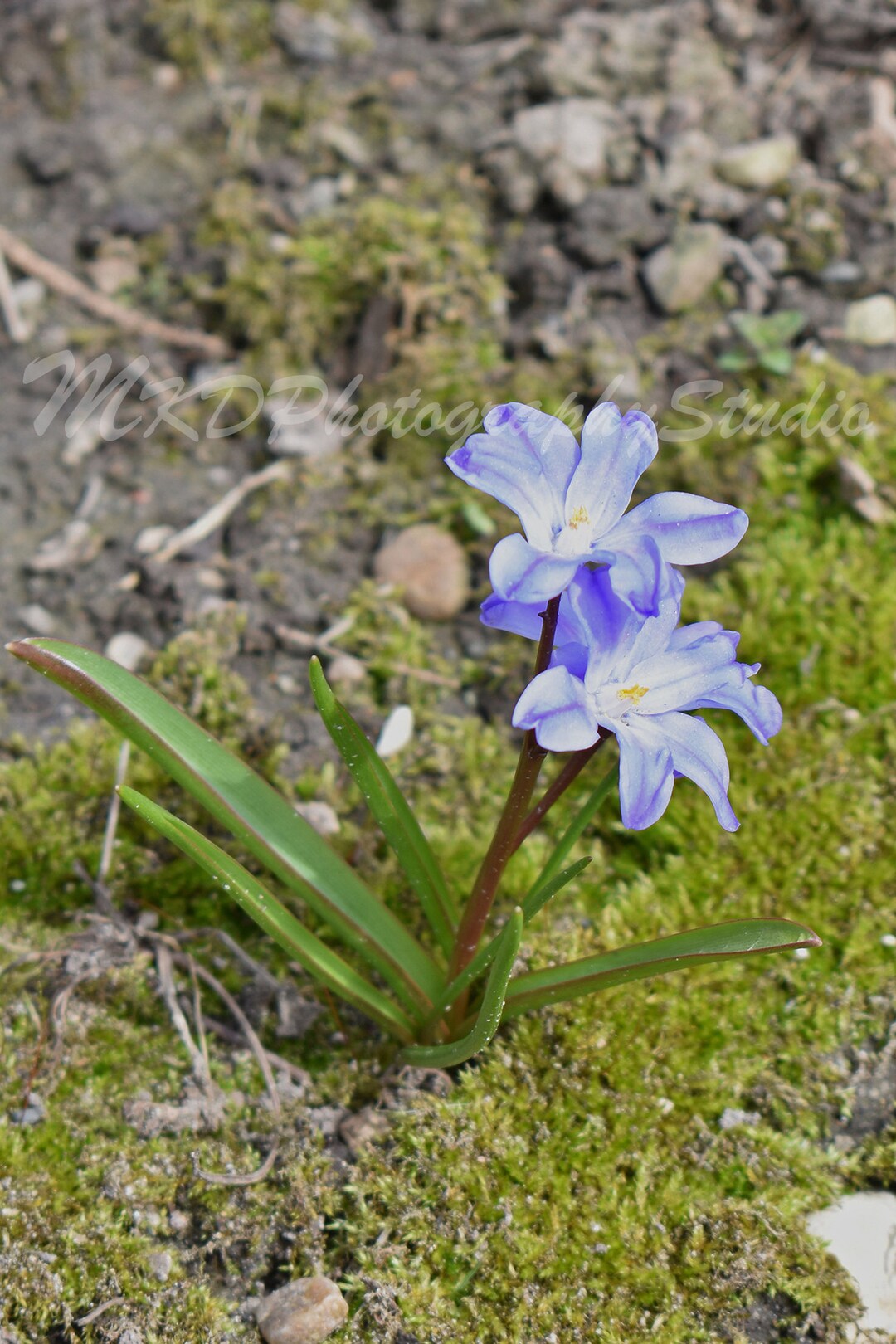 Iris- Violets- Downloadable Flower Photo- Instant Photography Home ...