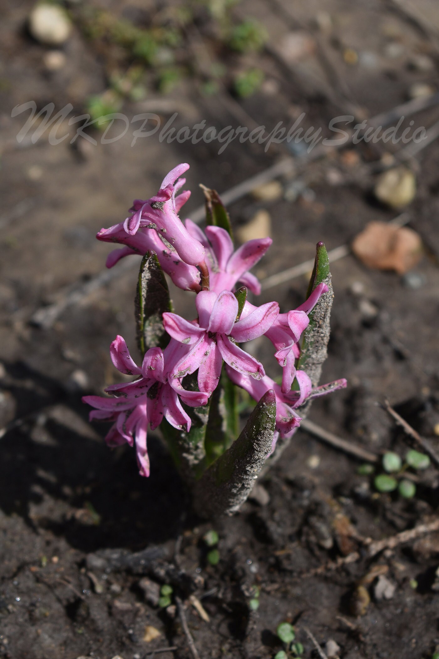 Downloadable Pink Hyacinth Photo- Instant Photography Home Décor - Etsy