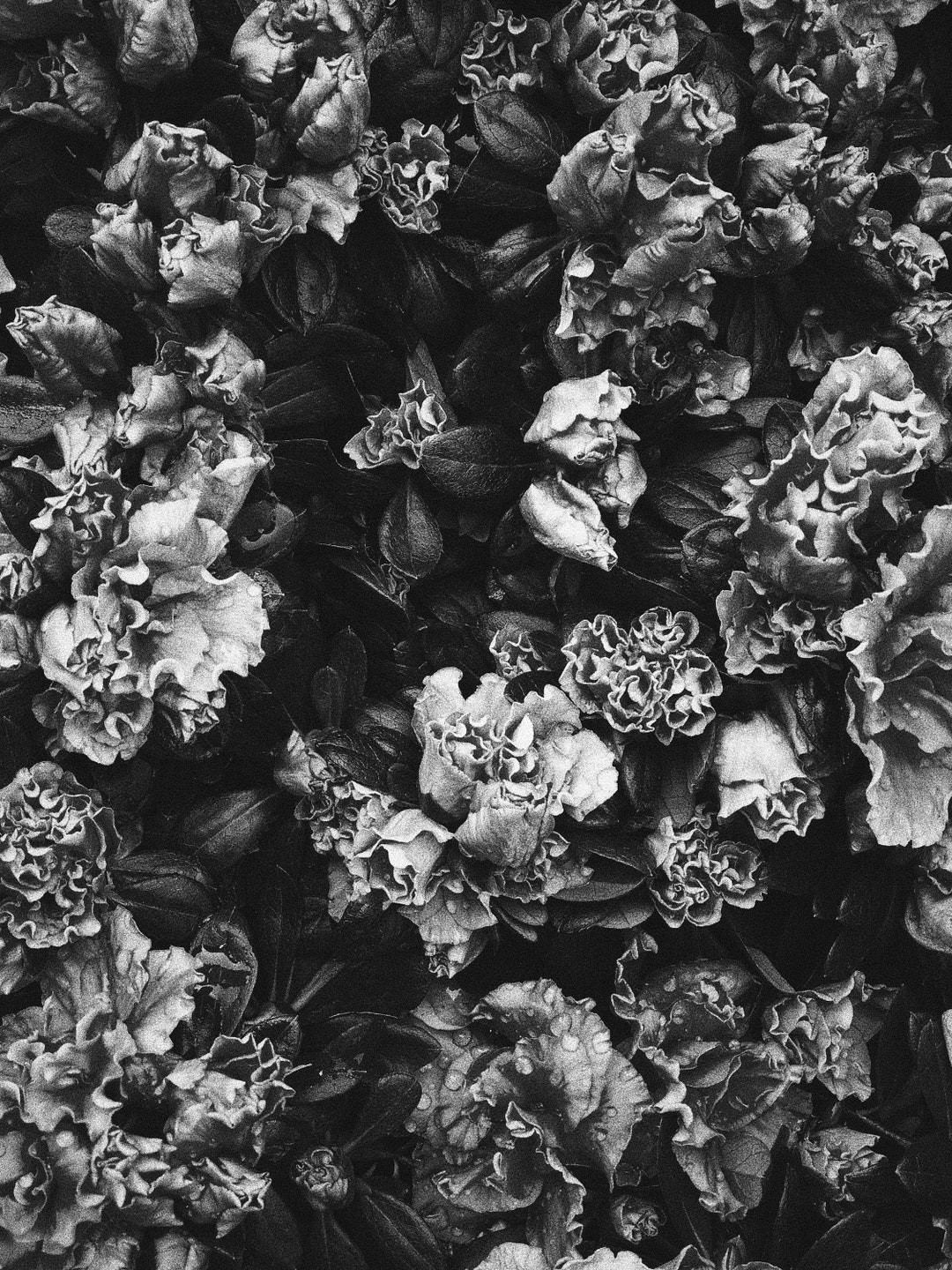 Flowers Nature Wall Decor Photography Print Etsy Flowers Nature Wall Decor Photography Print Etsy
