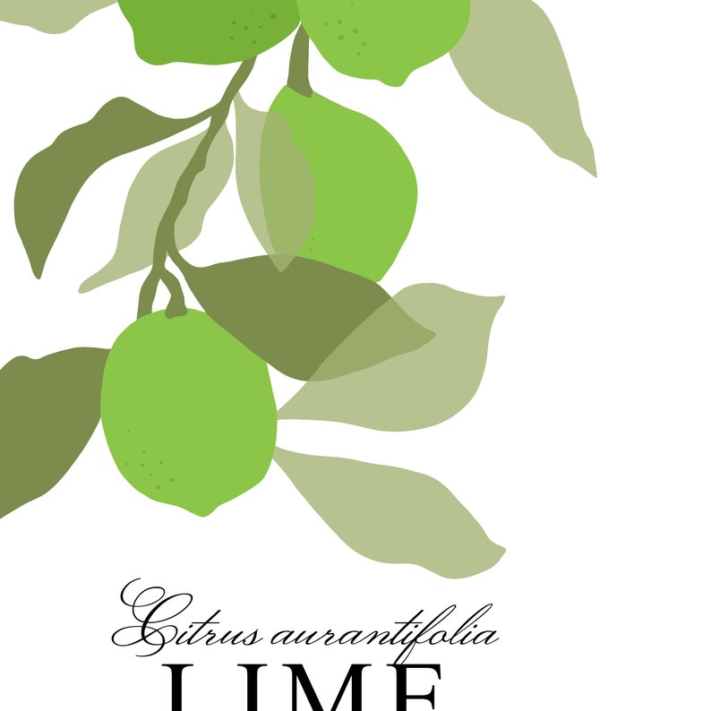 Lime Art Printable: Minimal Kitchen Wall Decor Print Citrus | Etsy