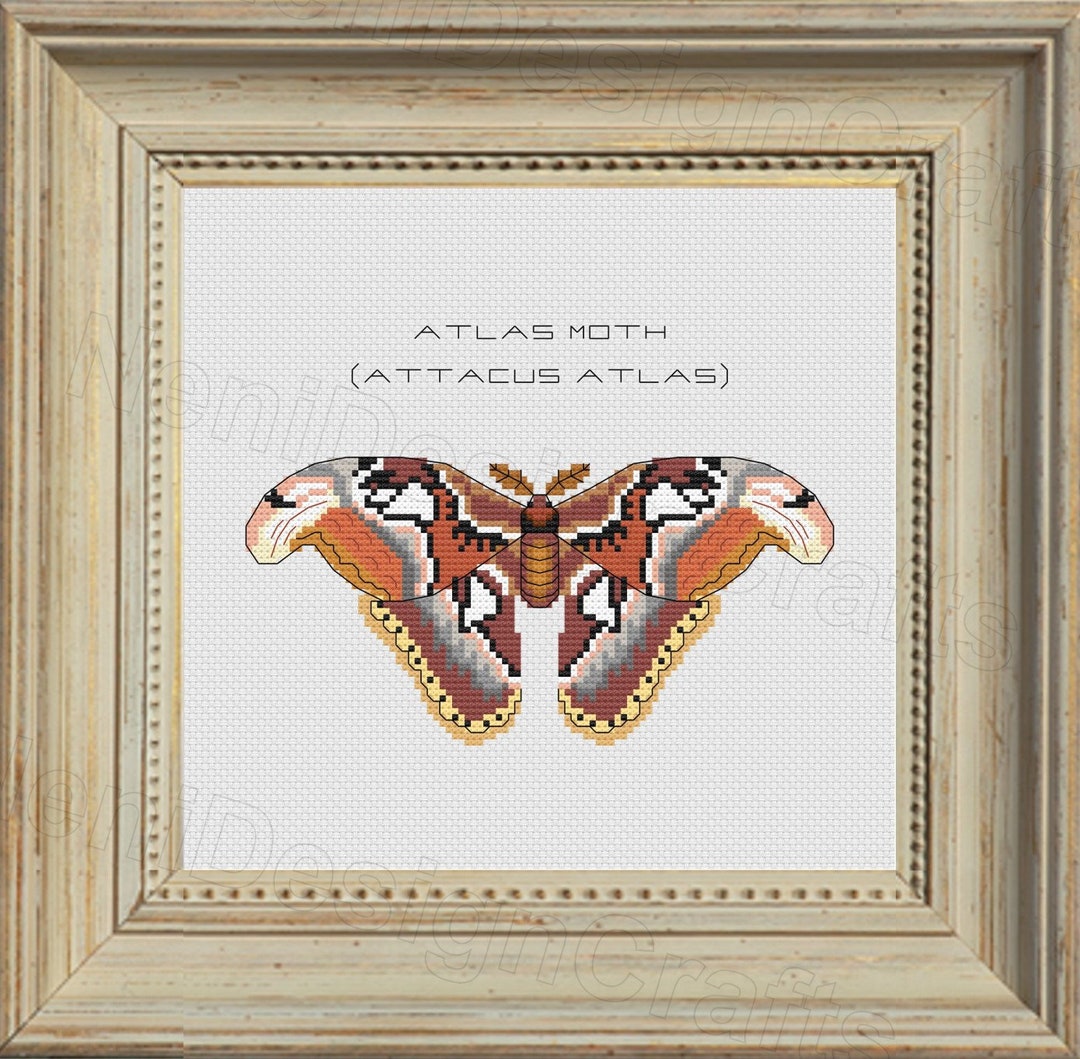 Atlas Moth Cross Stitch Pattern Beautiful Moth Home Decor Wall Decor ...