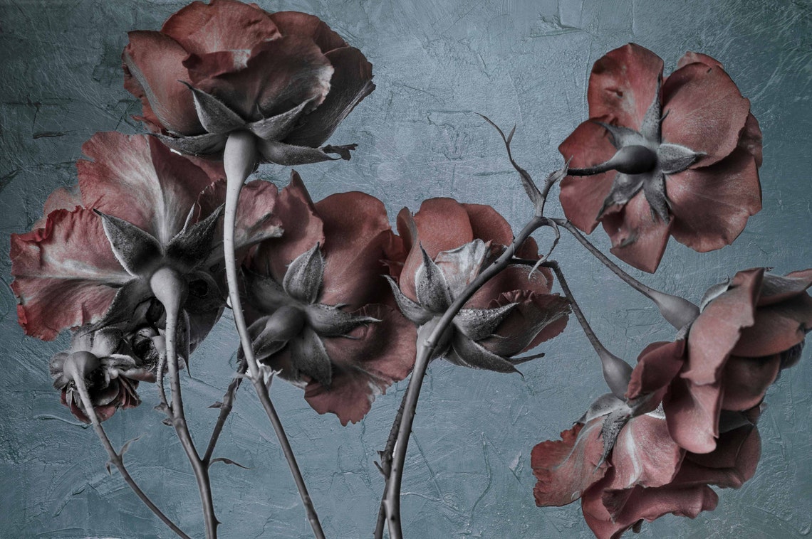 Realistic Floral Wallpaper / Red Rose Wall Murals / Dark Peel - Etsy