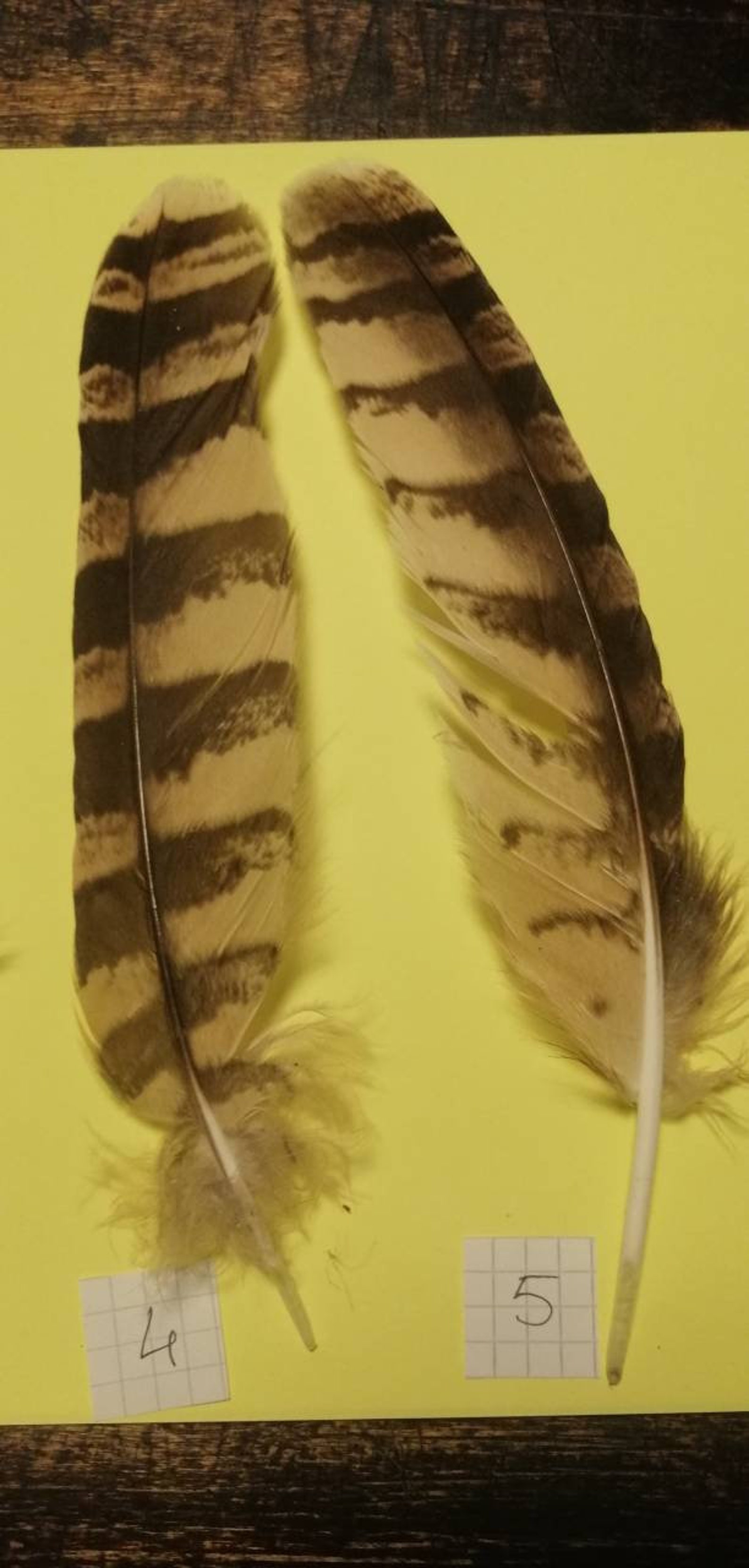 Hawk and owl feather | Etsy