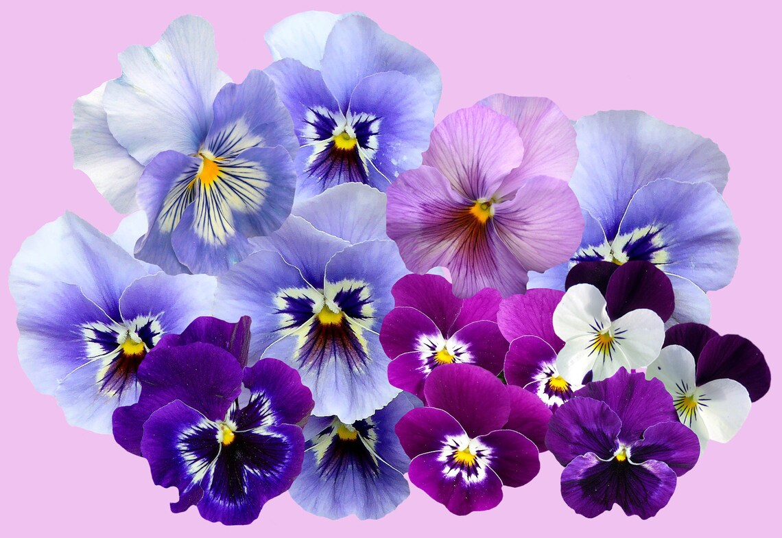 Cross Stitch Pattern PDF Pansy Pansies Printable Watercolor - Etsy