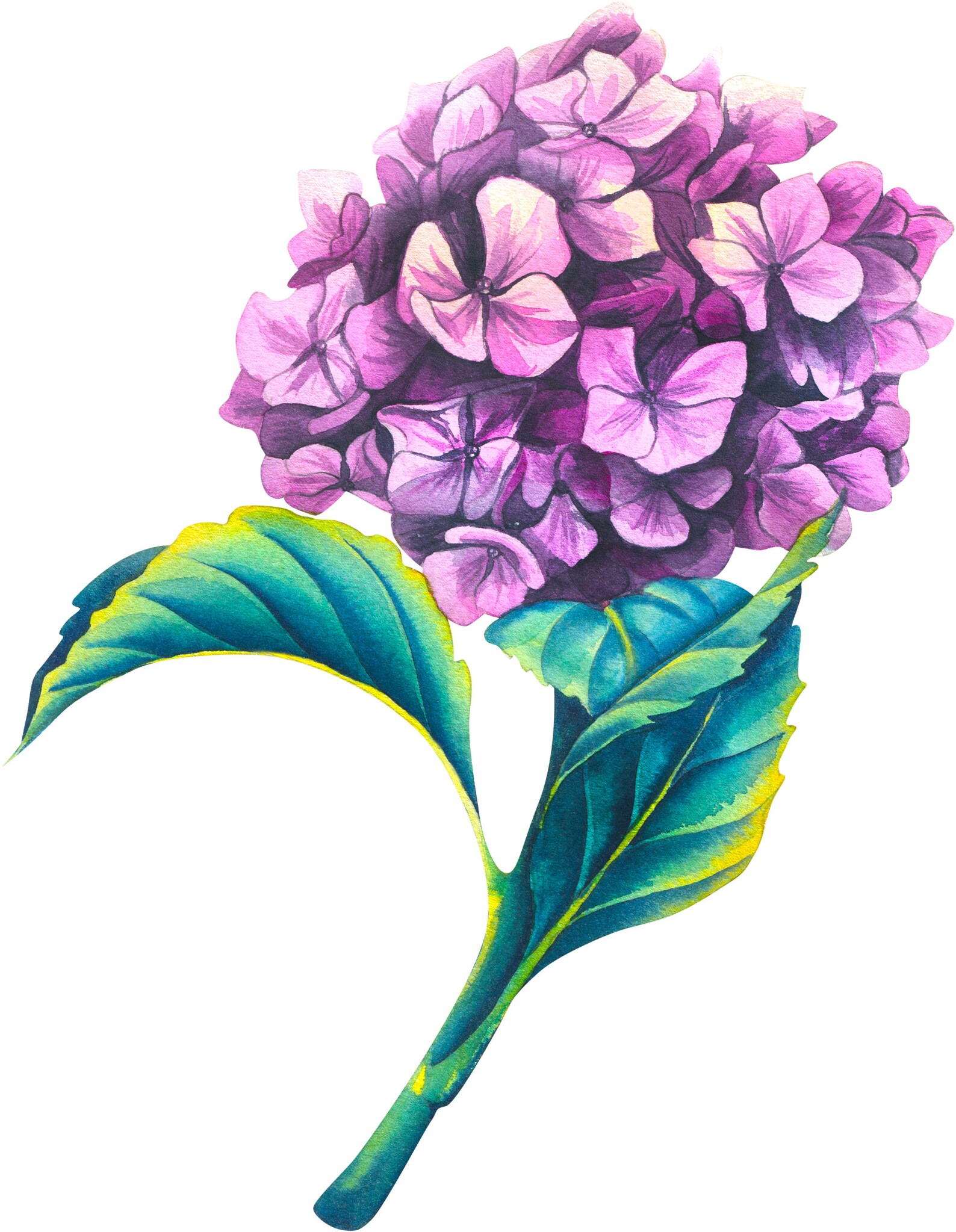 Cross Stitch Patterns: 3 Hydrangea Flowers Printable PDF Patterns ...