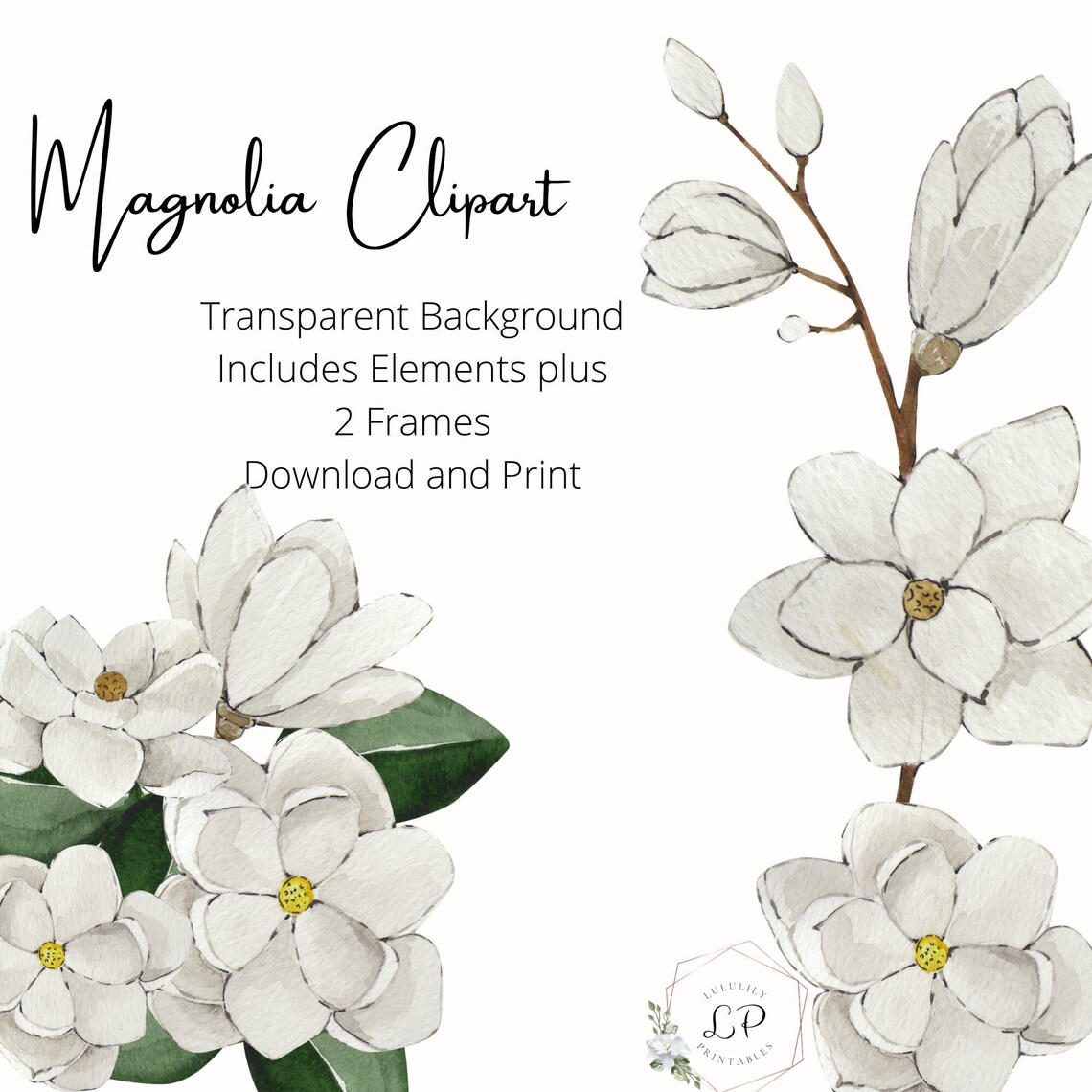Magnolia, Magnolia Flower Clipart, White Magnolia Wedding Graphics ...