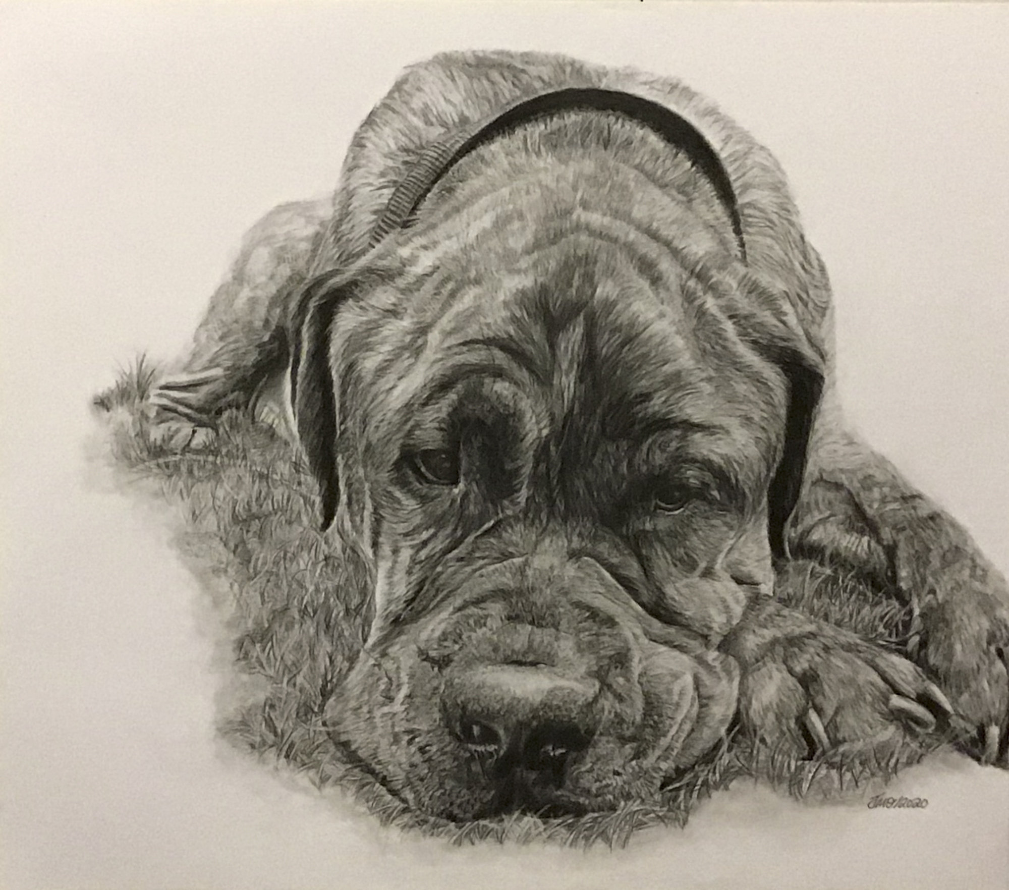 Custom Graphite Pet Portrait, Pencil Drawing, Realism, Animal Art ...