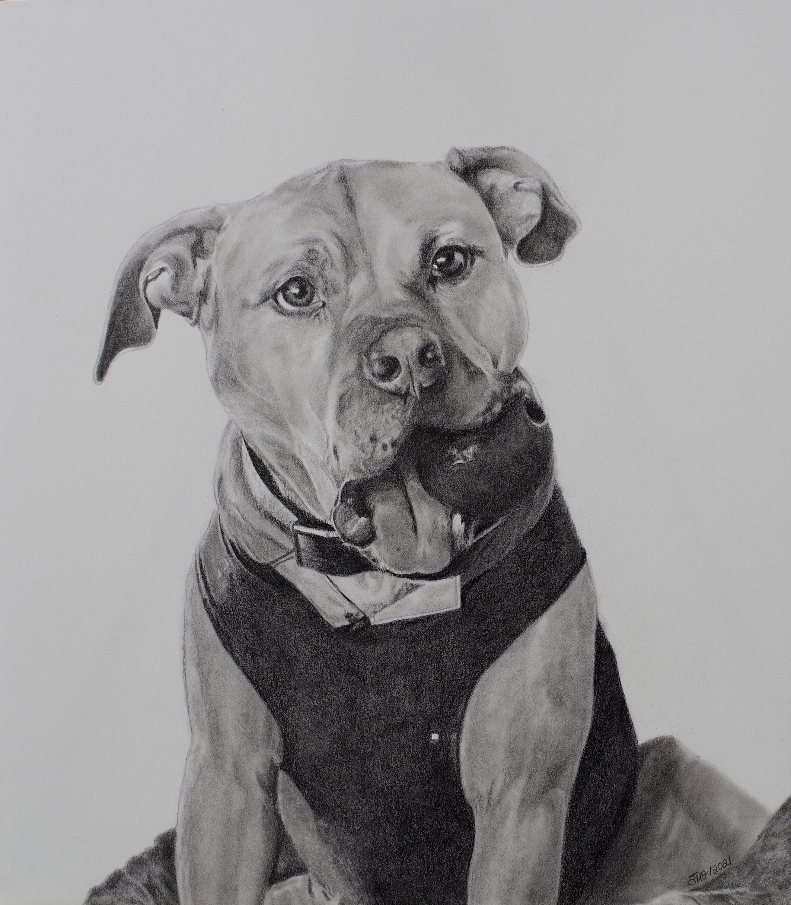 Custom Graphite Pet Portrait, Pencil Drawing, Realism, Animal Art ...