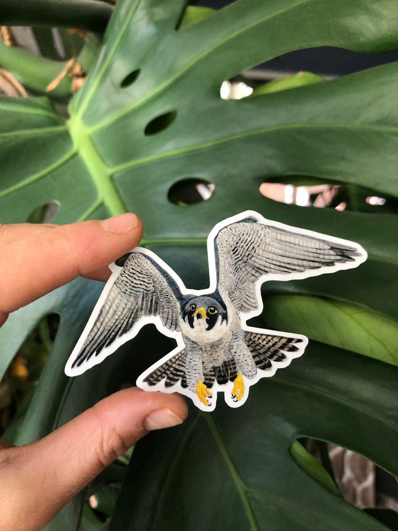 Peregrine Falcon Sticker for Waterbottle, Laptop, Etc. - Etsy