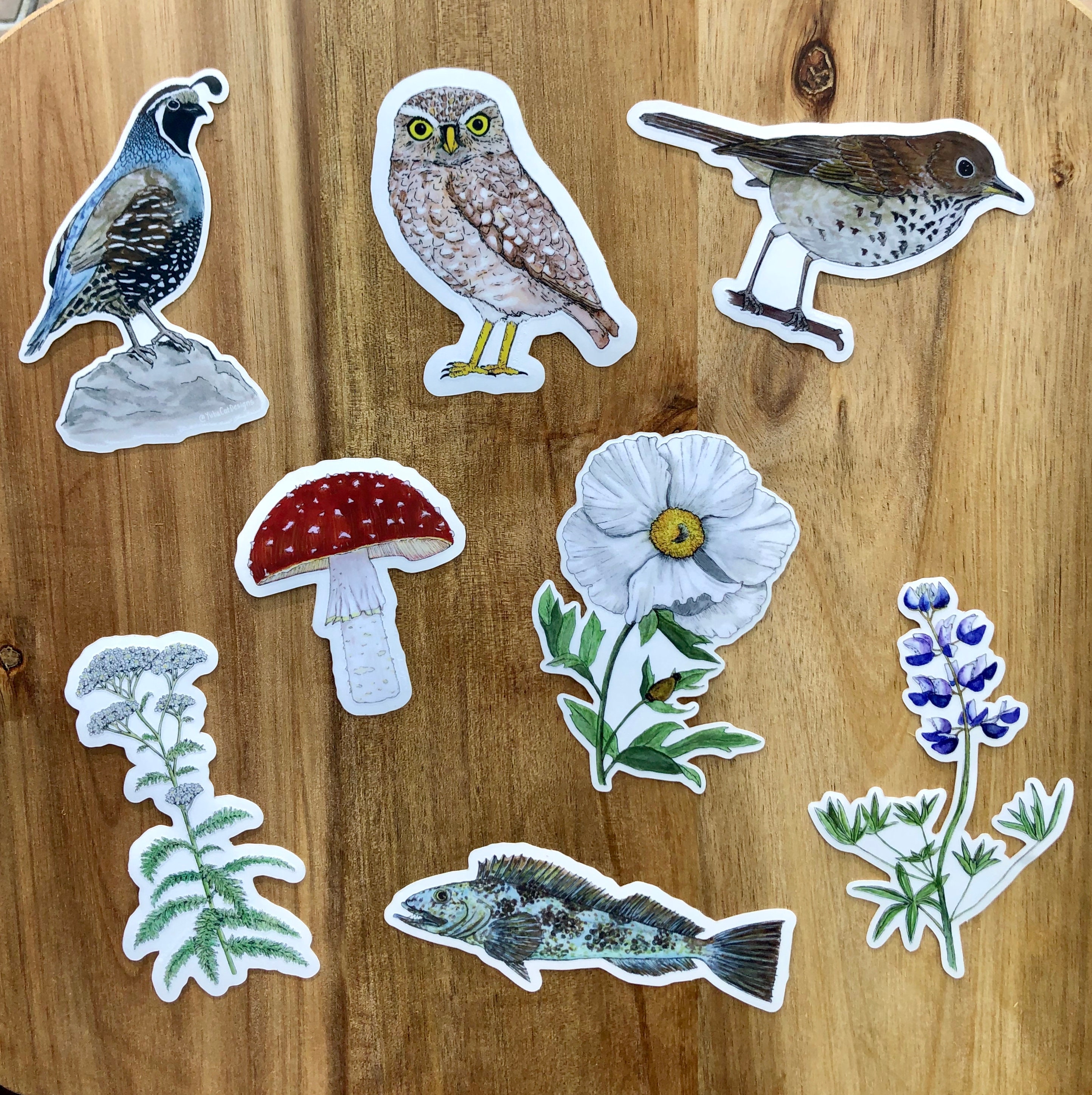 Matilija Poppy Sticker for Waterbottle Laptop Etc. - Etsy