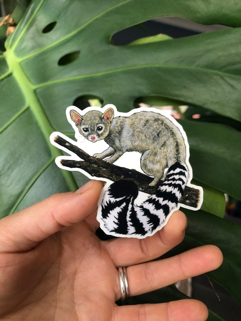Ringtail Cat Sticker for Waterbottle, Laptop, Etc.! - Etsy