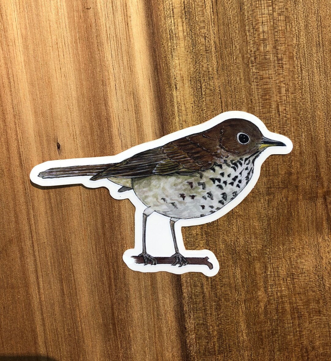 Hermit Thrush Sticker for Waterbottle, Laptop, Etc.! - Etsy