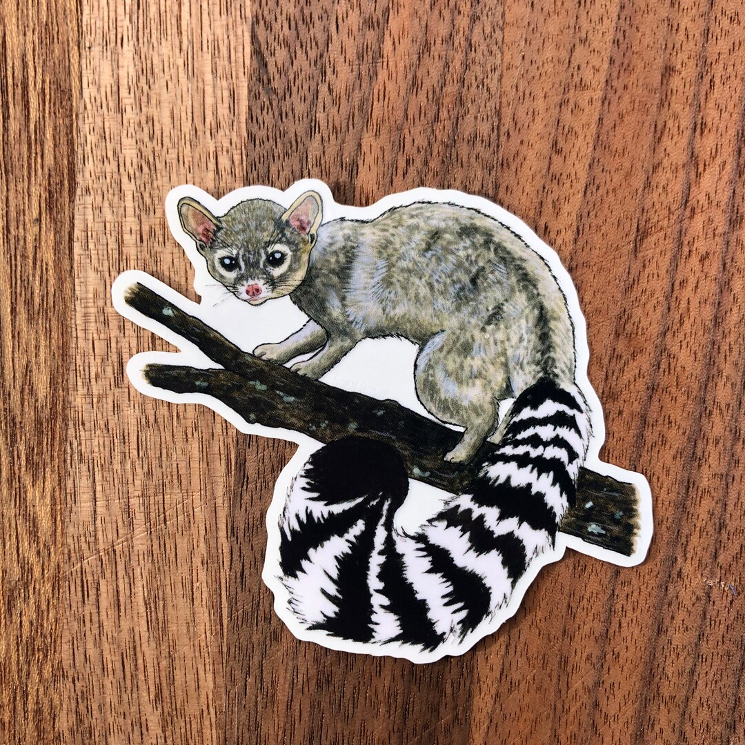 Ringtail Cat Sticker for Waterbottle, Laptop, Etc.! - Etsy