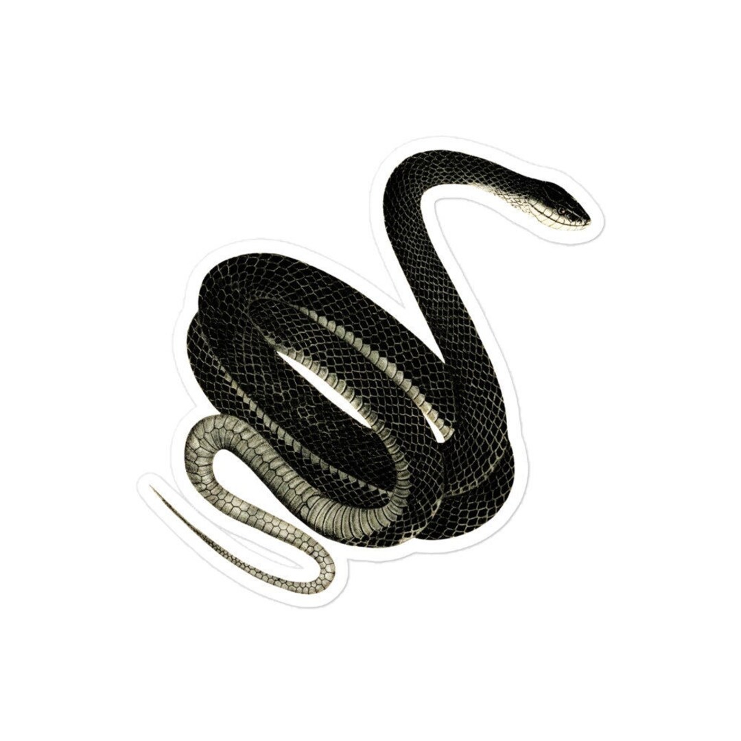 Vintage Snake Illustration Sticker, Water Bottle Sticker - Etsy