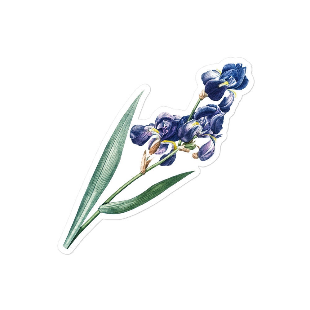 Vintage Iris Sticker Botanical Water Bottle Sticker | Etsy
