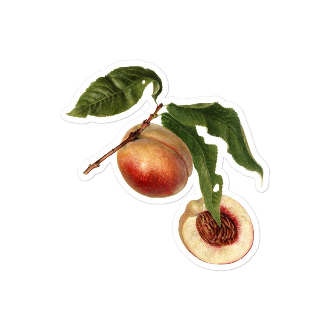 Vintage Peach Illustration Sticker, Botanical Water Bottle Stickers - Etsy