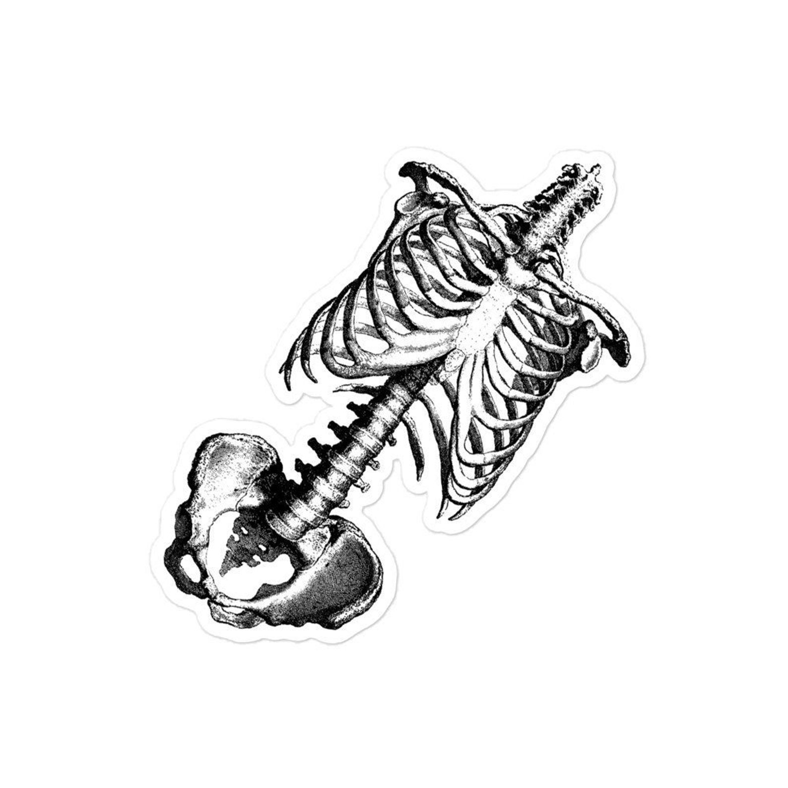 Anatomy Rib Cage Drawing Stickers Laptop Stickers - Etsy