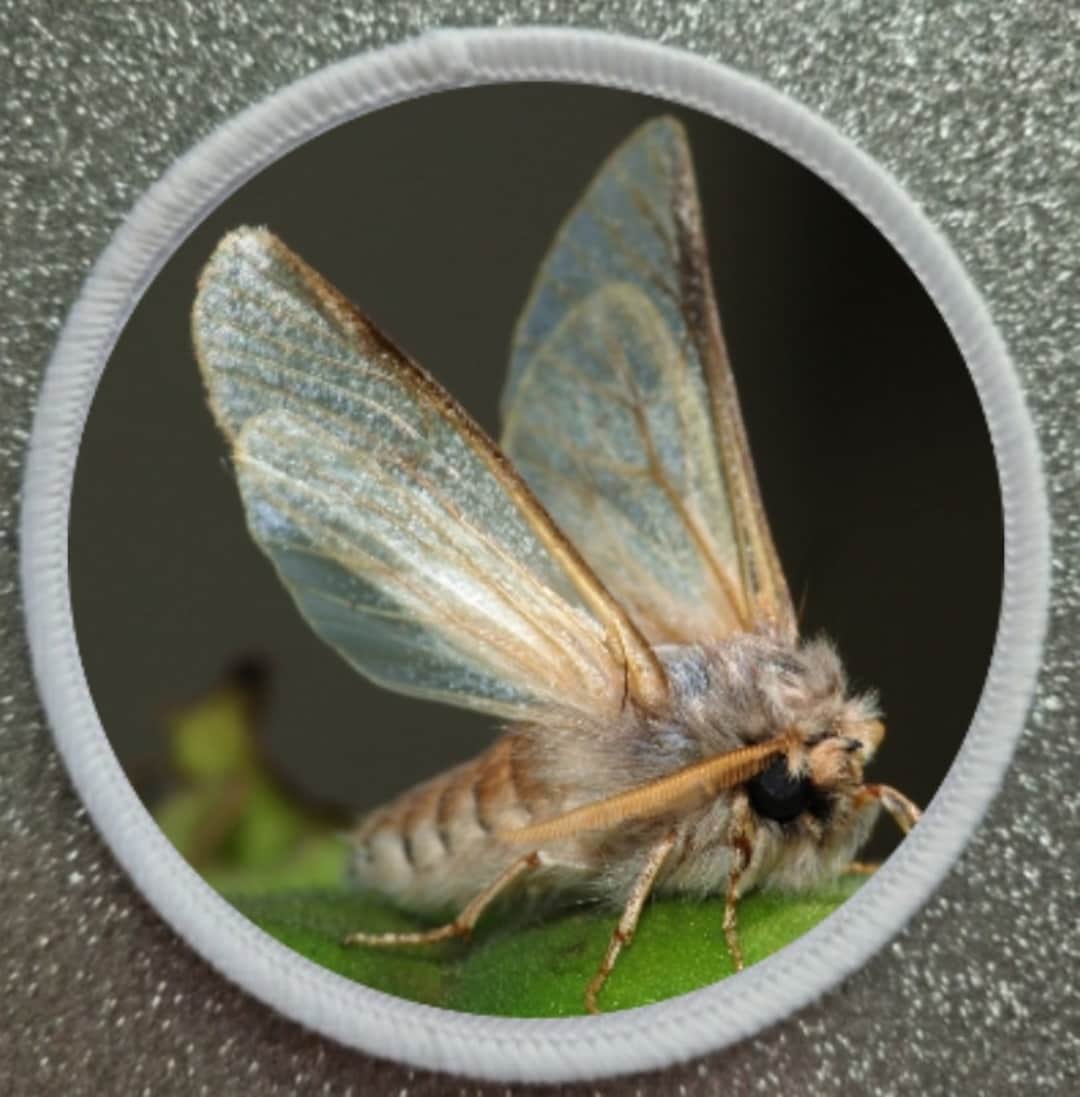 3 Inch Moth Patch Badge - Etsy