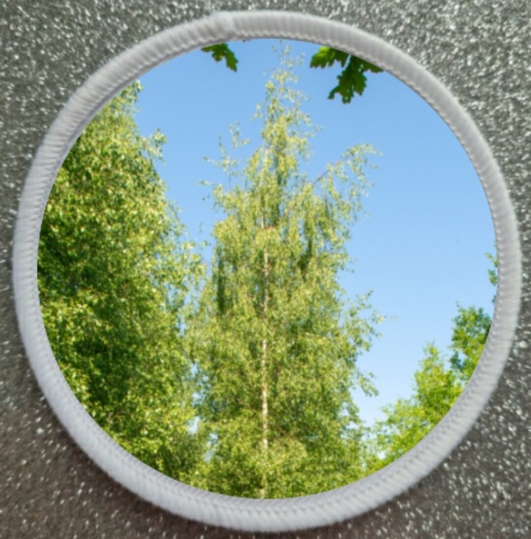 3 Inch Silver Birch Tree Patch Badge - Etsy