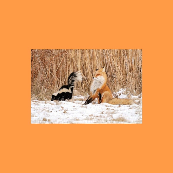 Fox Postcard - Etsy