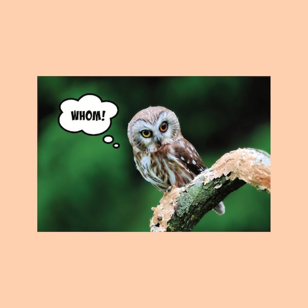 Owl Postcard - Etsy
