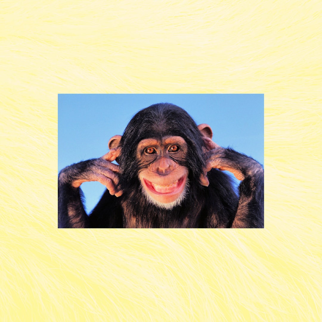 Awesome Animals Postcard, Monkey Plugging His Ears Postcard, Funny ...