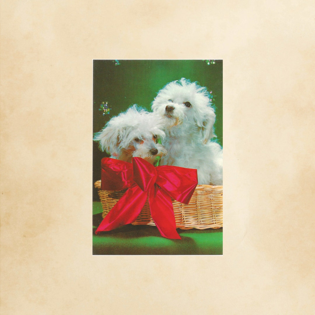 Vintage Puppy Postcard, Adorable Puppies Postcard, Dog Postcards ...