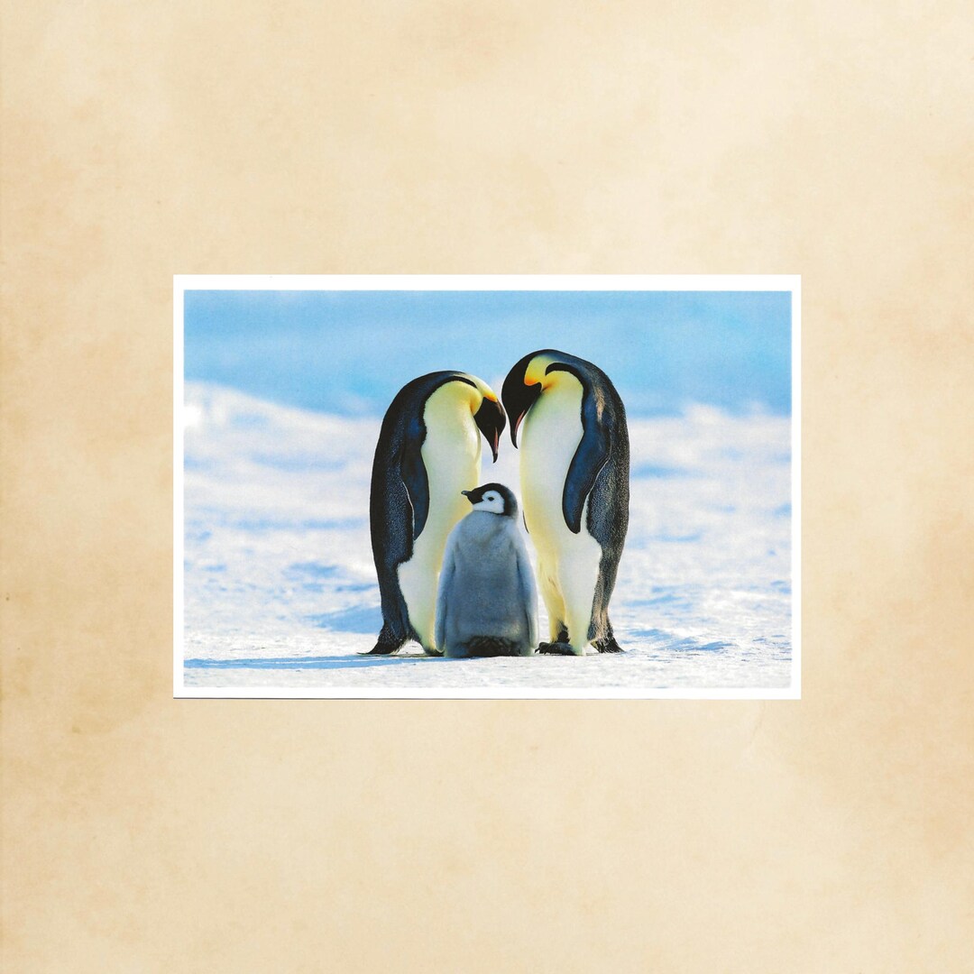 Modern Penguin Postcard, Emperor Penguins Postcards, Bird Postcards ...