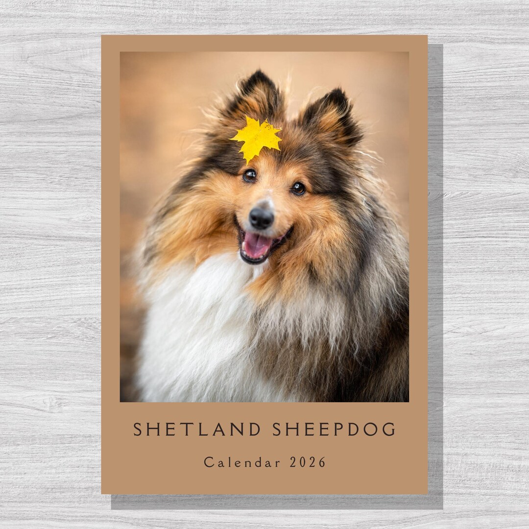 Shetland Sheepdog 2026 Calendar - Etsy