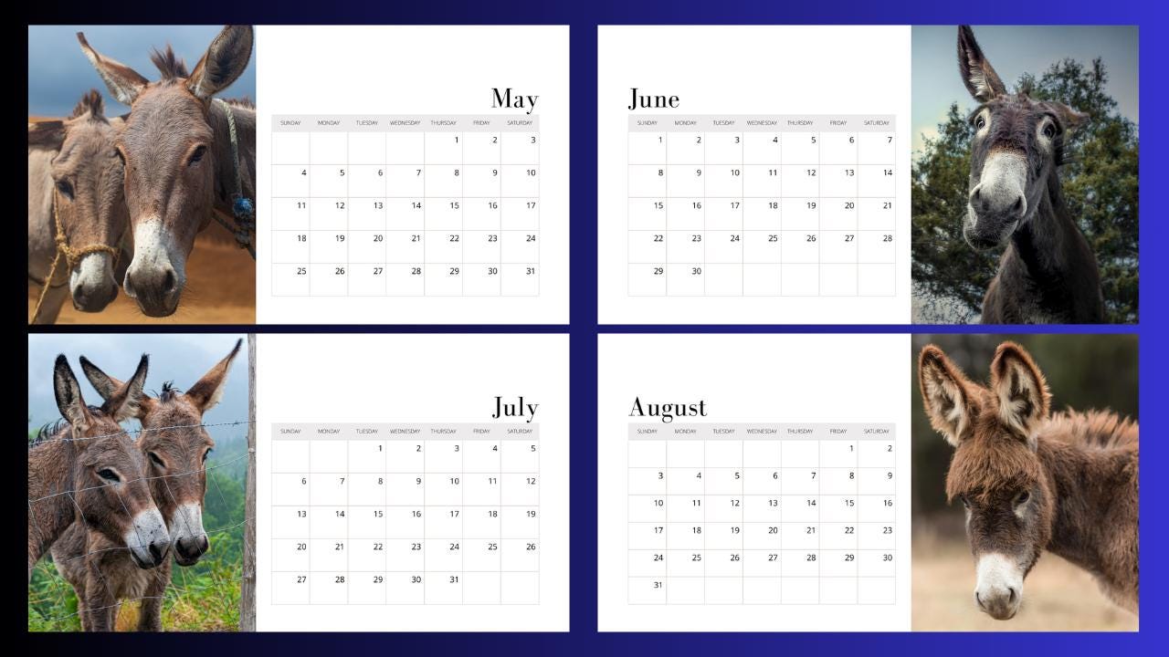 Donkeys 2025 Calendar - Etsy