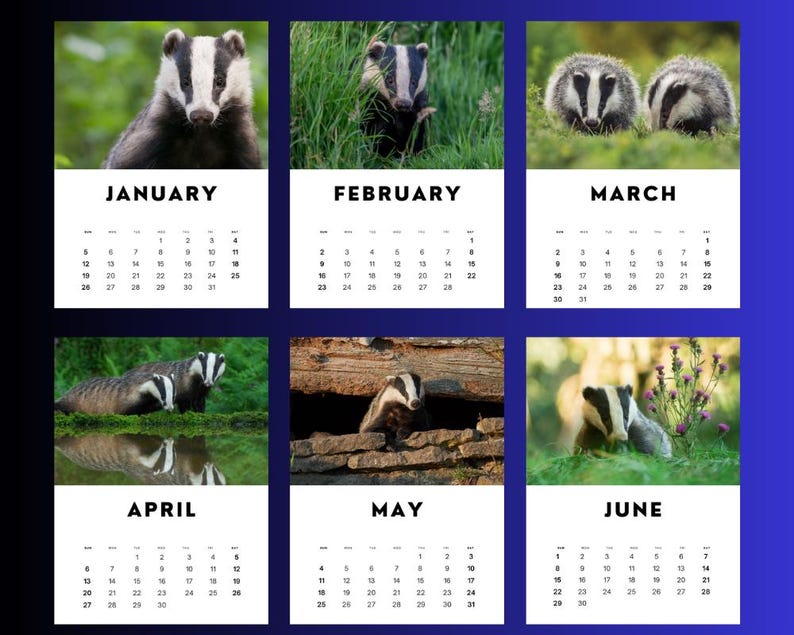 Badger 2025 Calendar - Etsy