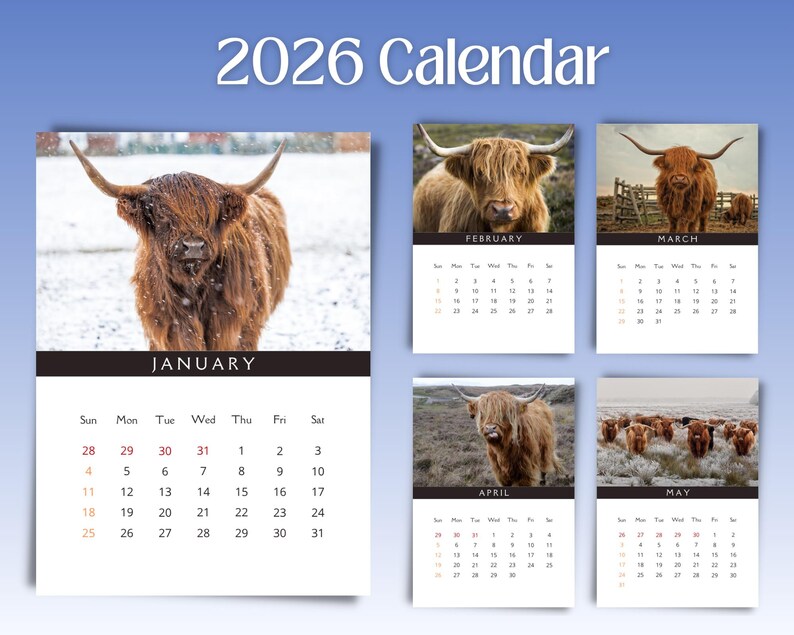 Highland Cow 2026 Calendar - Etsy