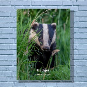 Badger 2025 Calendar - Etsy