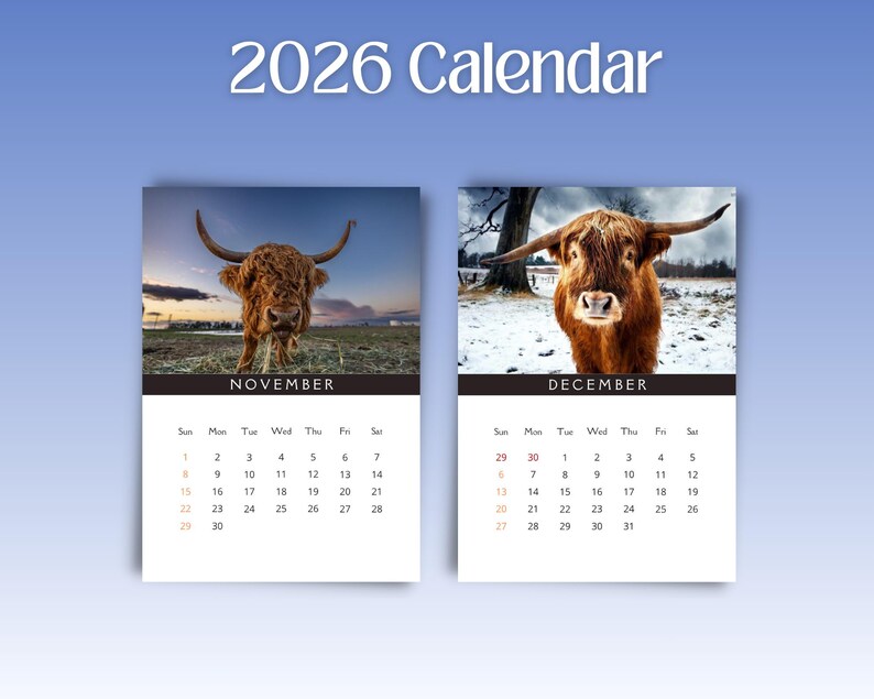 Highland Cow 2026 Calendar - Etsy